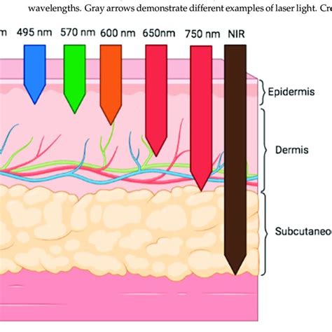 Depth Of Light Penetration Into Skin By Wavelength [66 67] Nir Near Download Scientific