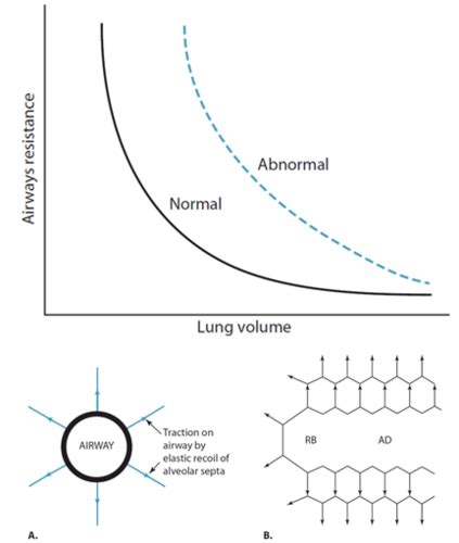Sgu Cpr2 Spirometry Airflow And Airways Flashcards Quizlet