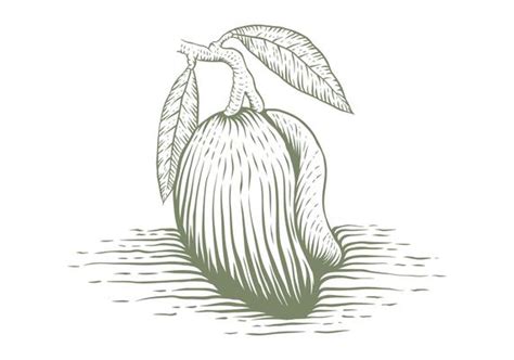 Mango Drawing Vector Art Icons And Graphics For Free Download