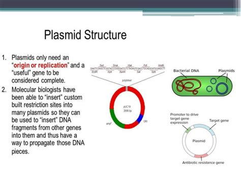 Plasmid Pptx Biological Sciences Science