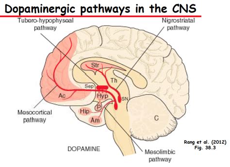 Dopamine Pathways In The Brain