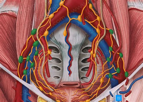 External Iliac Lymph Nodes 7021 Kenhub Image License Store