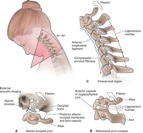 “craniocervical Flexion Test”的图片搜索结果 Cervical Cervical Vertebrae Thoracic Vertebrae