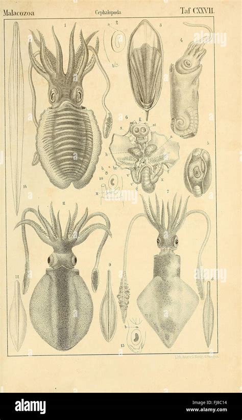 A Work On The Classification And Orders Of The Animal Kingdom With A