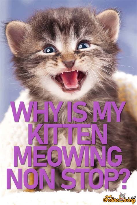Why Is My Kitten Meowing Non Stop 13 Interesting Reasons Why
