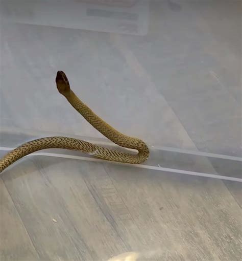 Inland Taipan Bite
