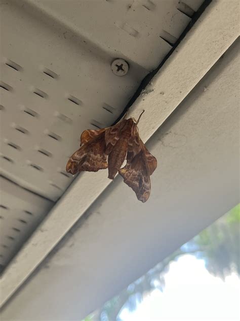 Small Eyed Sphinx In May 2024 By Gingerbot · Inaturalist