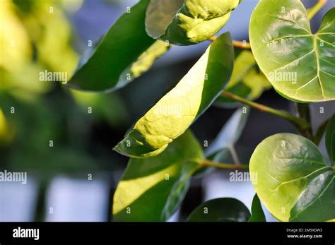 Polyscia Fruticosa L Harms Polyscia Fruticosa Oder Araliaceae Pflanze