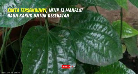 Fakta Tersembunyi Intip 13 Manfaat Daun Karuk Untuk Kesehatan