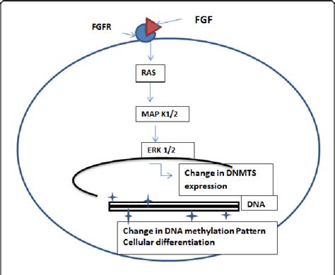 Figure 1 From Dna Methylation Pattern And Their Effect On Ageing Semantic Scholar