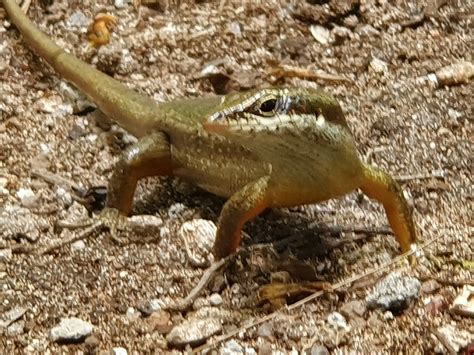 Aride Island Special Nature Reserve Actualizado 2026 Qué Saber