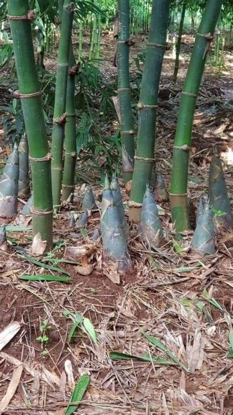 50 Giant Moso Bamboo Seeds Perennial Evergreen With Edible Shoots Etsy