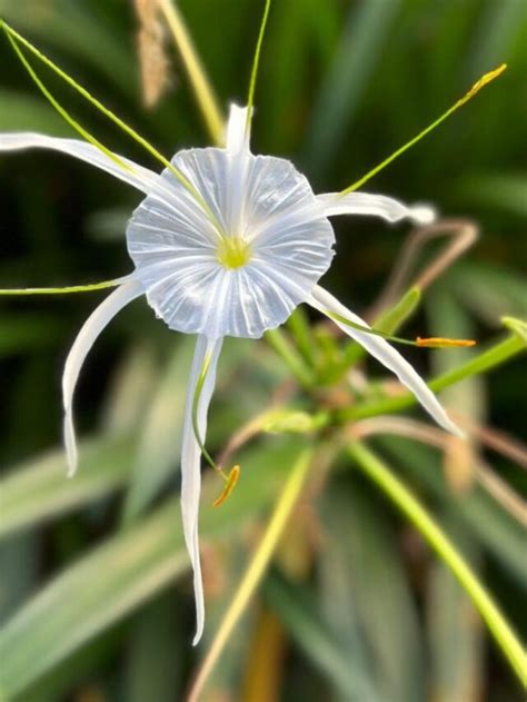 How To Plant Grow And Care For Spider Lily Plant Agriculture Review
