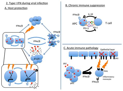 Type I Interferons In Infectious Disease Pmc