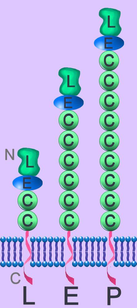 Chemistry Of Life Selectins