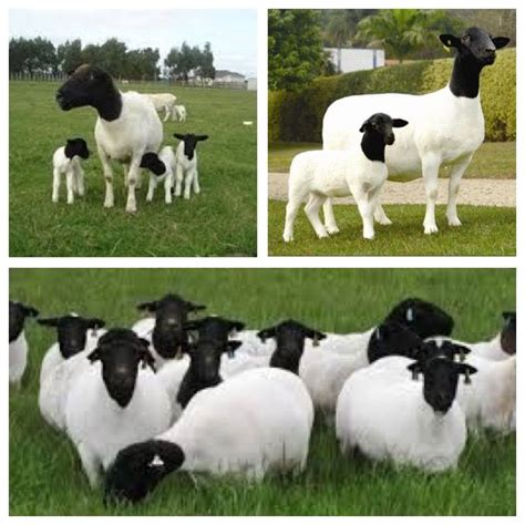 The Ultimate Guide To The Dorper Sheep Breed Artofit