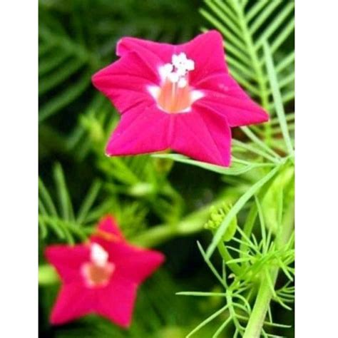 Jual Bibit Tanaman Bunga Tali Putribunga Songgo Langitbunga Rincik Bumicyprees Vine Shopee