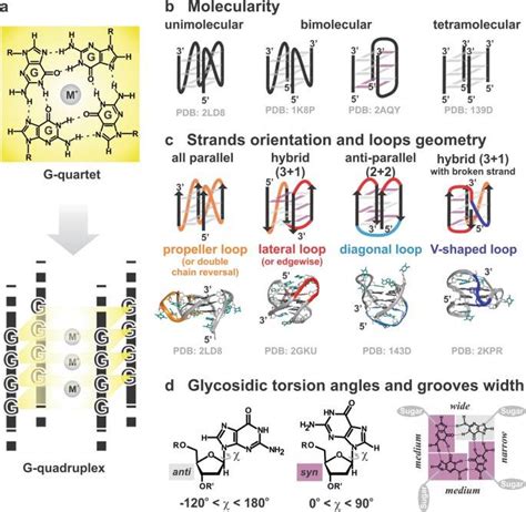 Determination Of G Quadruplex Complex Structures Creative Biostructure