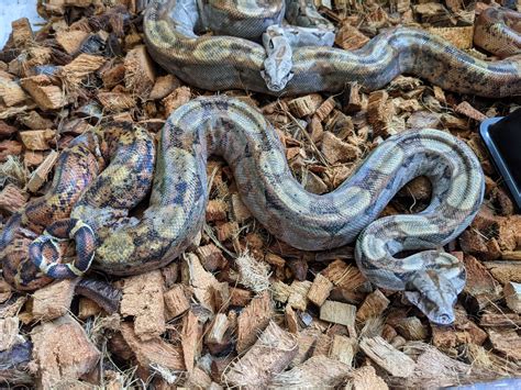 Dwarf Boa Identification Boa Constrictors Morphmarket Reptile Community
