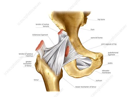 Hip Joint Ligaments Diagram
