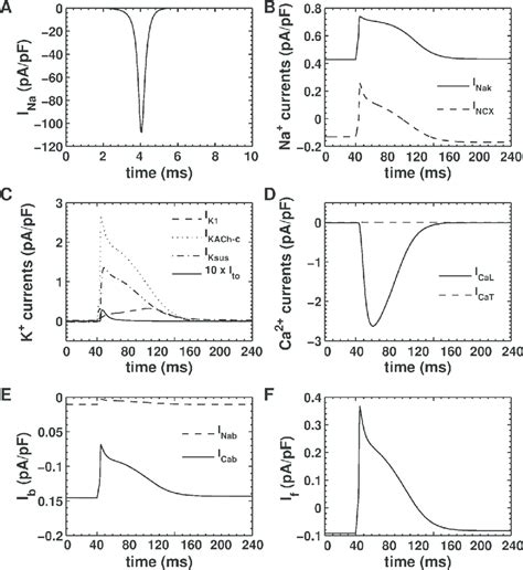 Major Ionic Currents Produced By Our Model Under 1 Hz Pacing A Fast