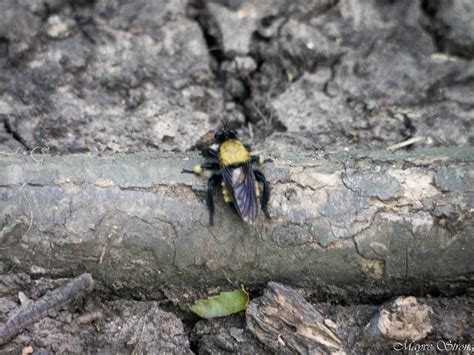 Laphria Macquarti From Lewisville Tx Usa On June 14 2022 At 1106 Am By Mayve · Inaturalist