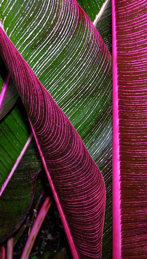 Red Banana Leaf Close Up Close Up Of Colorful Banana Leaf Ti Plant