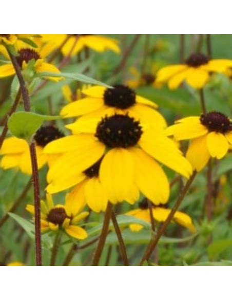 Rudbeckia Triloba