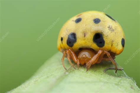 Ladybird Mimic Spider Stock Image C0387198 Science Photo Library