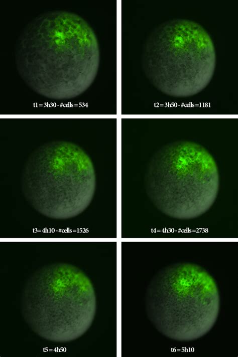 Team Evry Plasmid Splitting