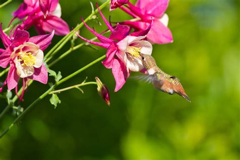 27 Flowers That Attract Hummingbirds To Your Garden