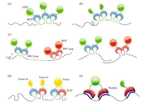 Different Approaches To Rna Labeling Using Rbp Explanations In The