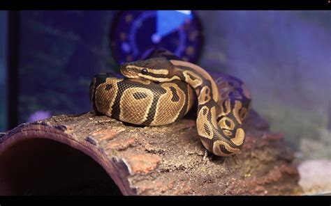 Petsmart Ball Python Diego Collazo