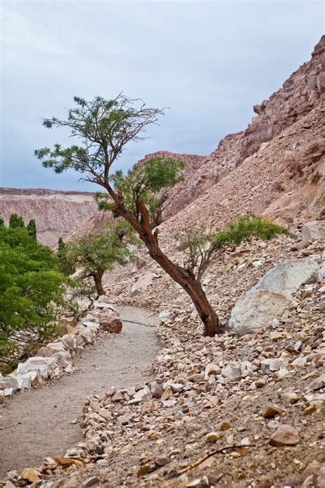 Tree In The Rock Stock Image Image Of Nature Stone 58875297
