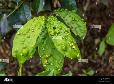 Infectious Plant Diseases Are Caused By Living Agents Or Pathogens