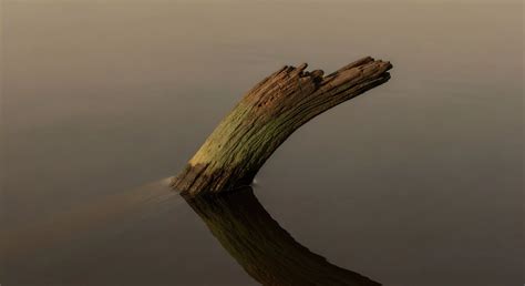 How Does Excess Sediment Specifically Impact Aquatic Ecosystems → Learn
