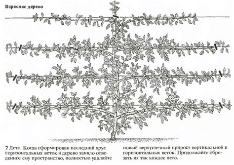 Пальметта из яблони & груши • Garden Modern
