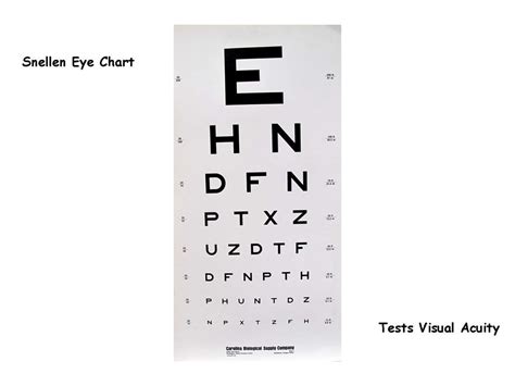 Visual Testing Tools Diagram Quizlet
