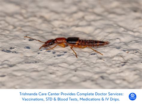 Tomcat Beetle Vs Tomcat Insect In Bali