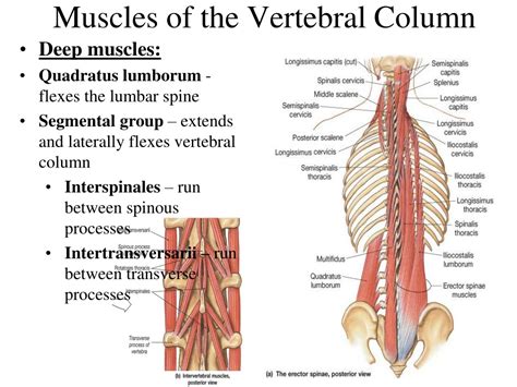 Ppt Skeletal Muscles Powerpoint Presentation Free Download Id9498857