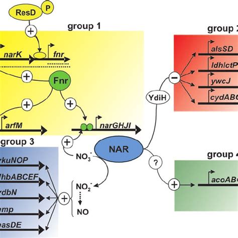 Regulatory Model For Fnr Function During The Transition To Anaerobic Download Scientific