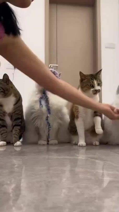 Hey Friend Your Turn 😹 Tumbex