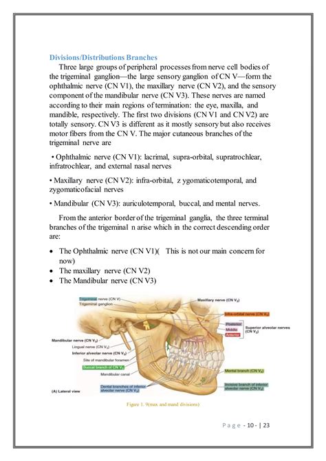Trigeminal Nerve The Maxillary And The Mandibular Branches1 Docx Ear Nose And Throat