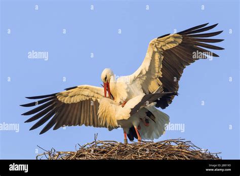 Mating Of Storks Stock Photo Alamy
