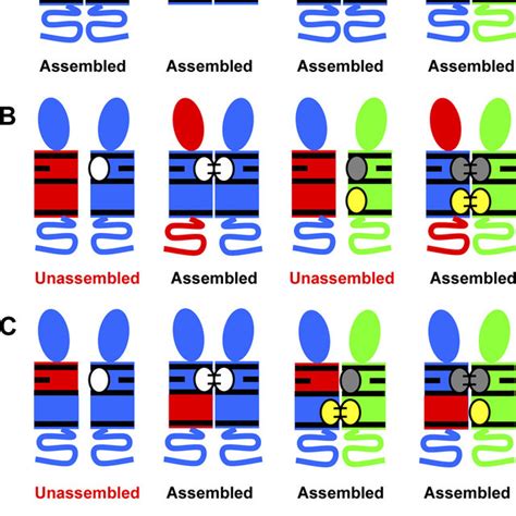 Schematic Model For Native Deleted And Chimeric Nmda Receptor Download Scientific Diagram