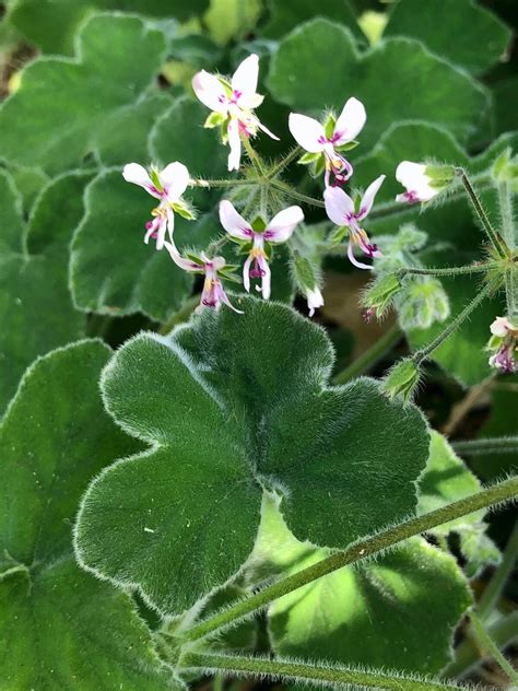 Fuzzy Mint Scented Pelargonium Geranium Cuttings 3 Live Plants Rare