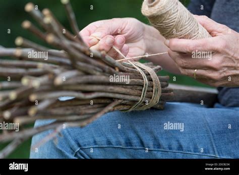 Woman Making A Wild Bee Nesting Aid With Pithy Stems Germany Stock