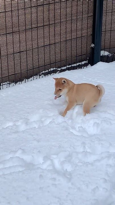 우리집 짱구들 첫눈 강아지 시바견 시바견브리더 시바견켄넬 가도켄넬 Shiba 柴犬 Youtube