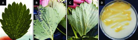 Xanthomonas Fragariae Colonies And Angular Leaf Spot Disease Symptoms