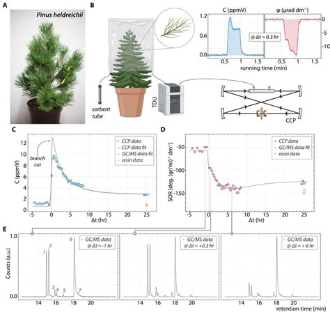 Absolute Optical Chiral Analysis Using Cavity Enhanced Polarimetry
